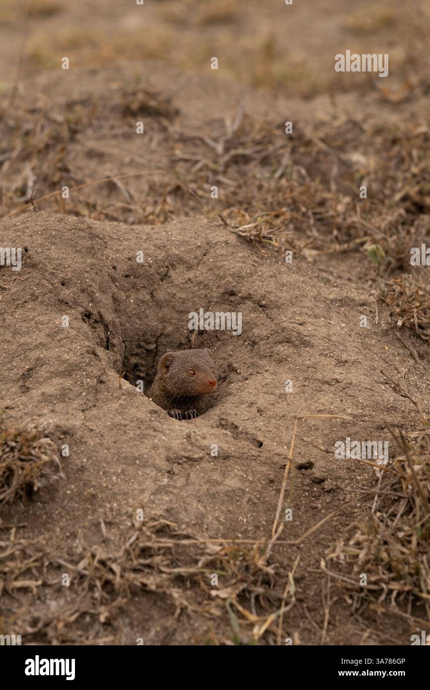 Dwarf mongoose, Helogale parvula, peaking out from den Stock Photo - Alamy