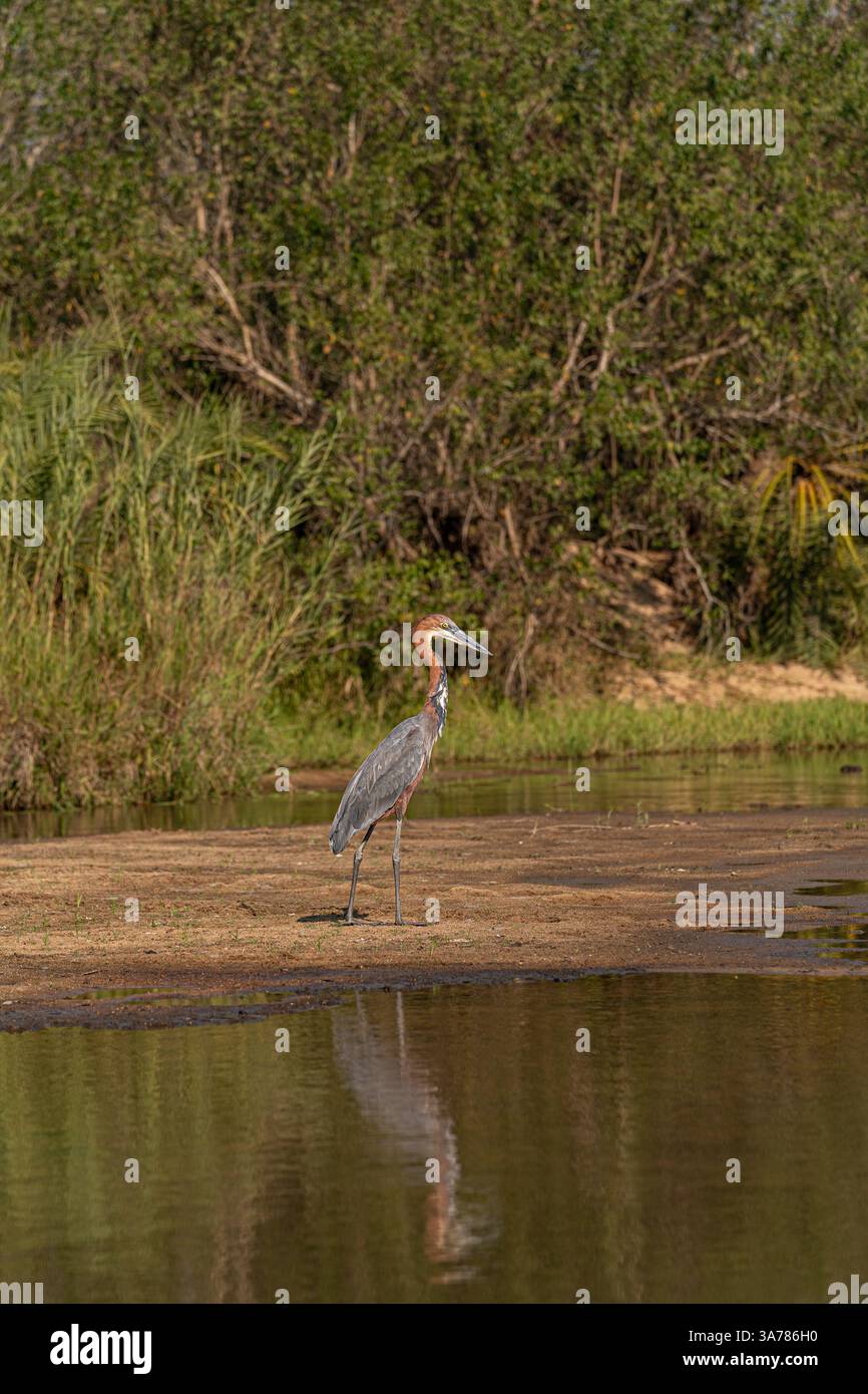 Goliath Heron, Ardea goliath, large heron standing in shallow water ...
