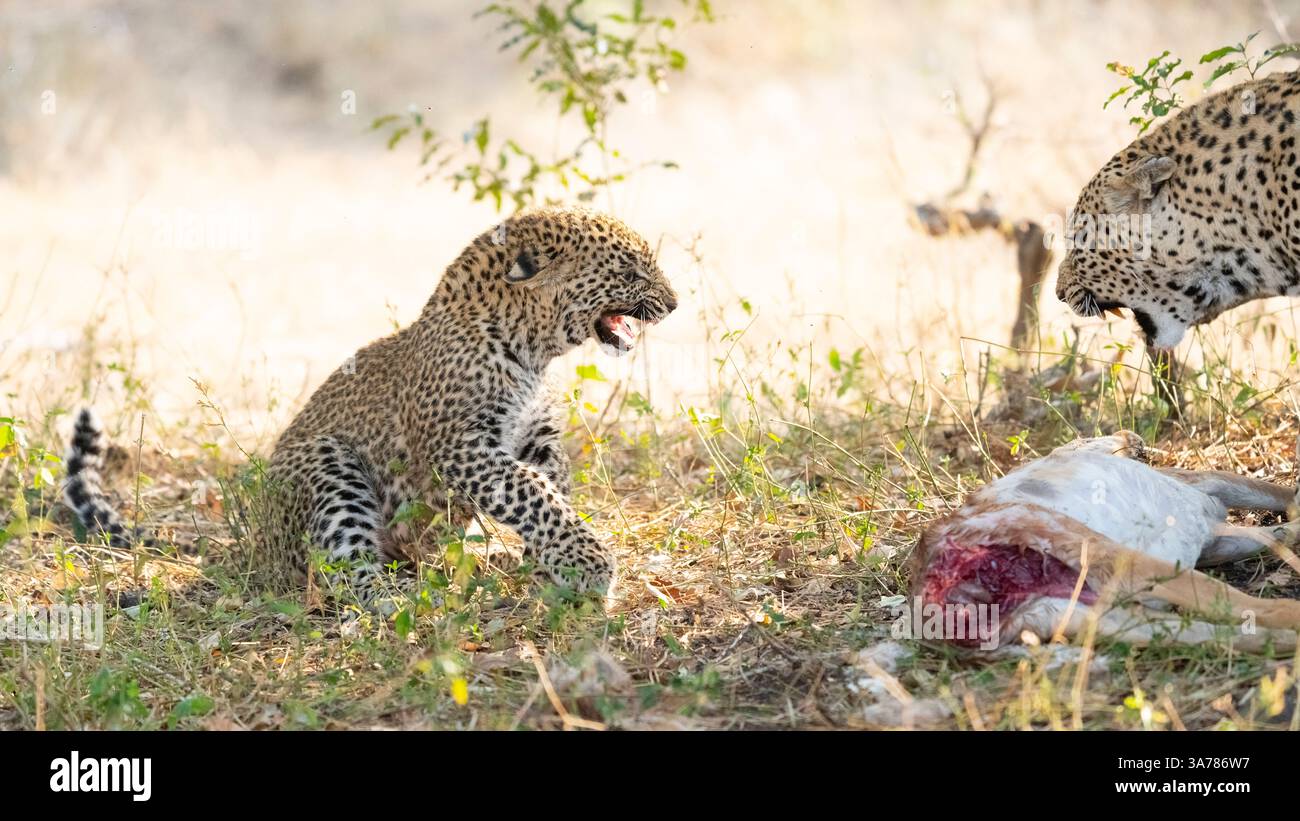 Leopard cub, Panthera pardus, displaying an aggressive snarl Stock Photo - Alamy