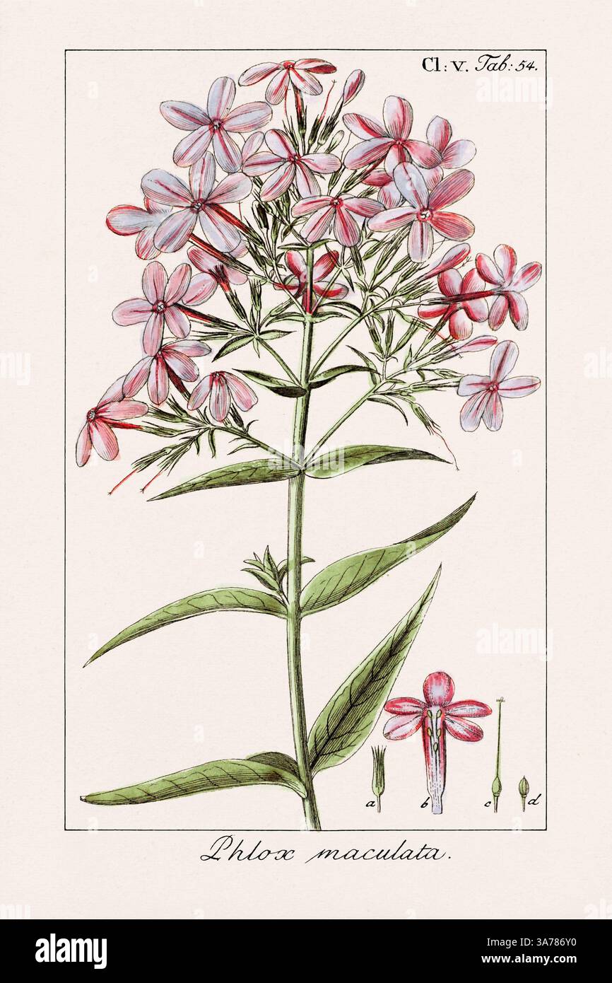 Vintage botanical illustration from a 19th-century German book ...