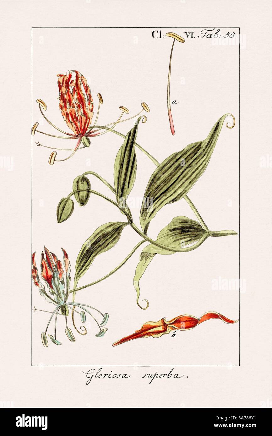 Vintage botanical illustration from a 19th-century German book ...