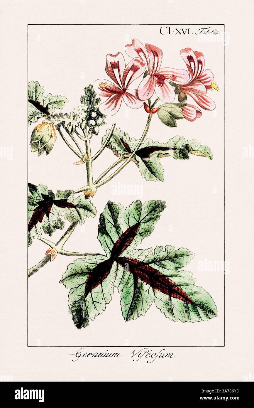 Vintage botanical illustration from a 19th-century German book ...