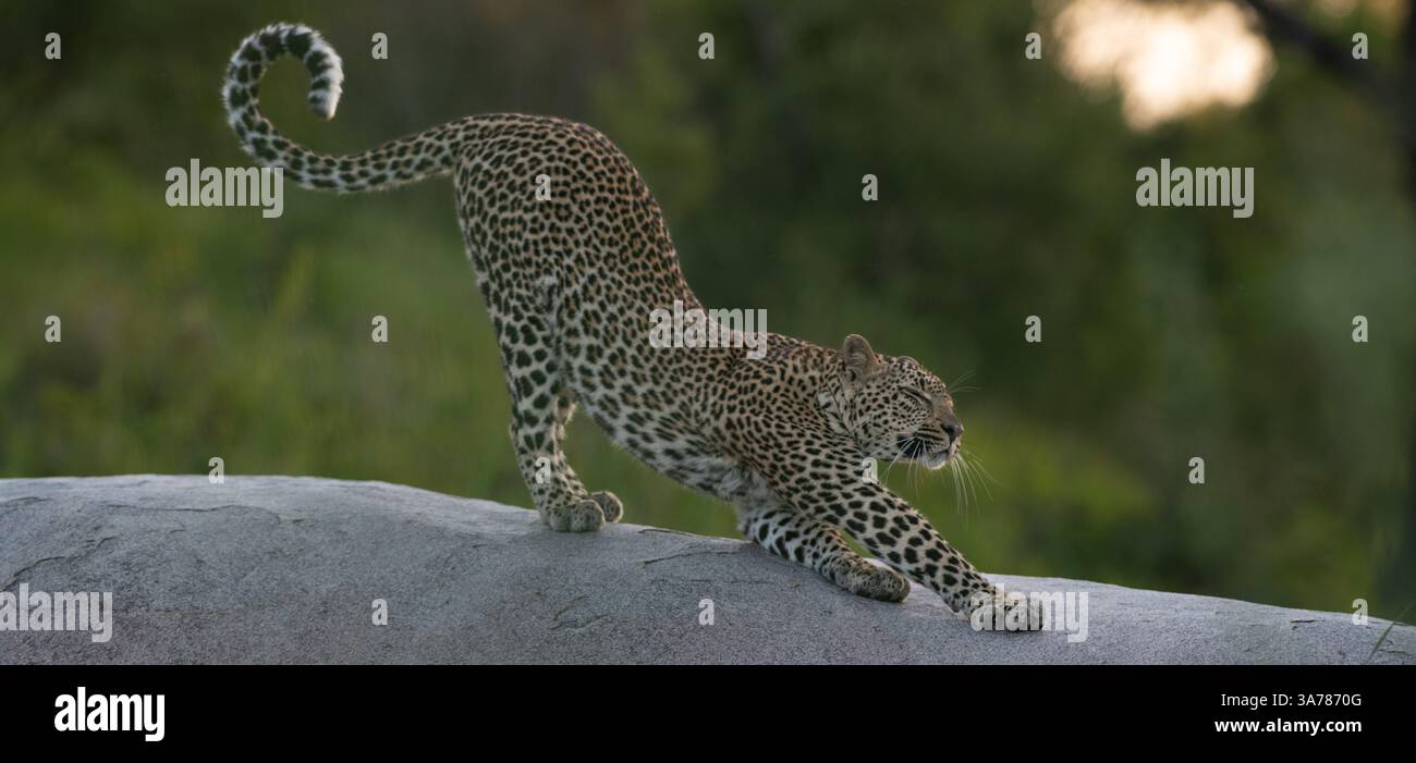 Female leopard, Panthera pardus, stretching Stock Photo - Alamy