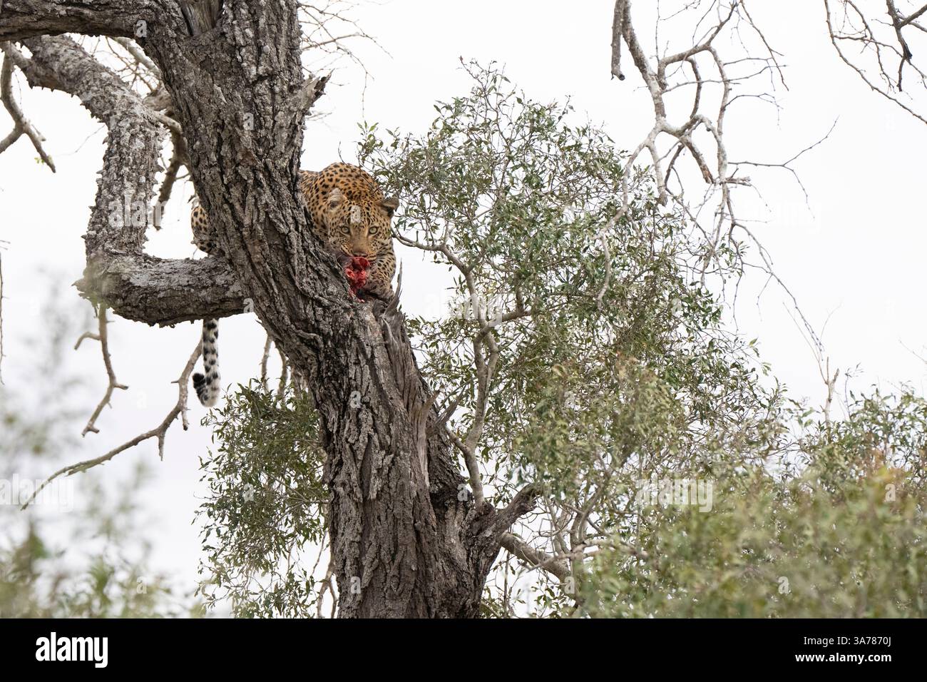 Male leopard, Panthera pardus, eating prey in a tree Stock Photo - Alamy