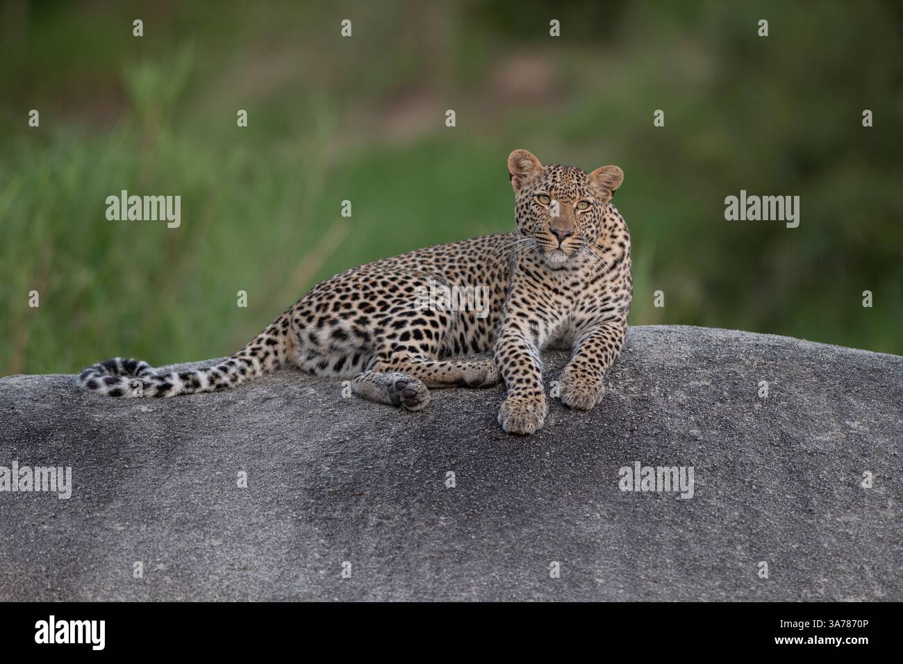 Female leopard, Panthera pardus, resting on a rock Stock Photo - Alamy