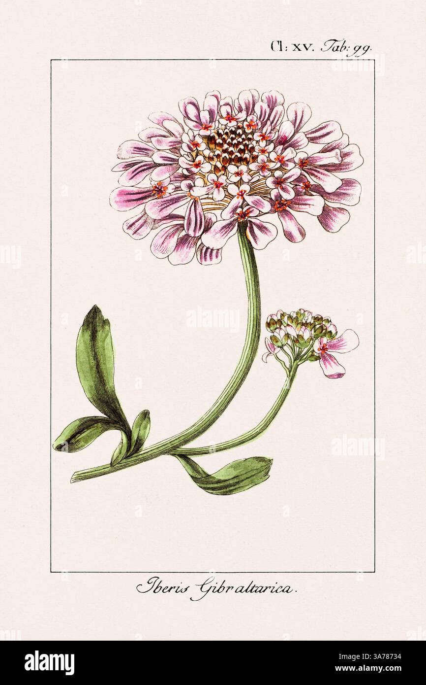 Vintage botanical illustration from a 19th-century German book ...