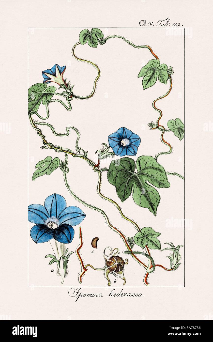 Vintage botanical illustration from a 19th-century German book ...