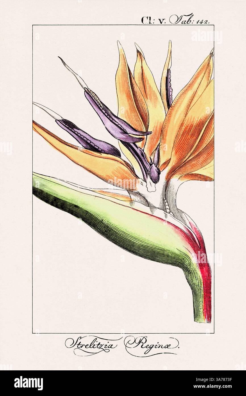 Vintage botanical illustration from a 19th-century German book ...