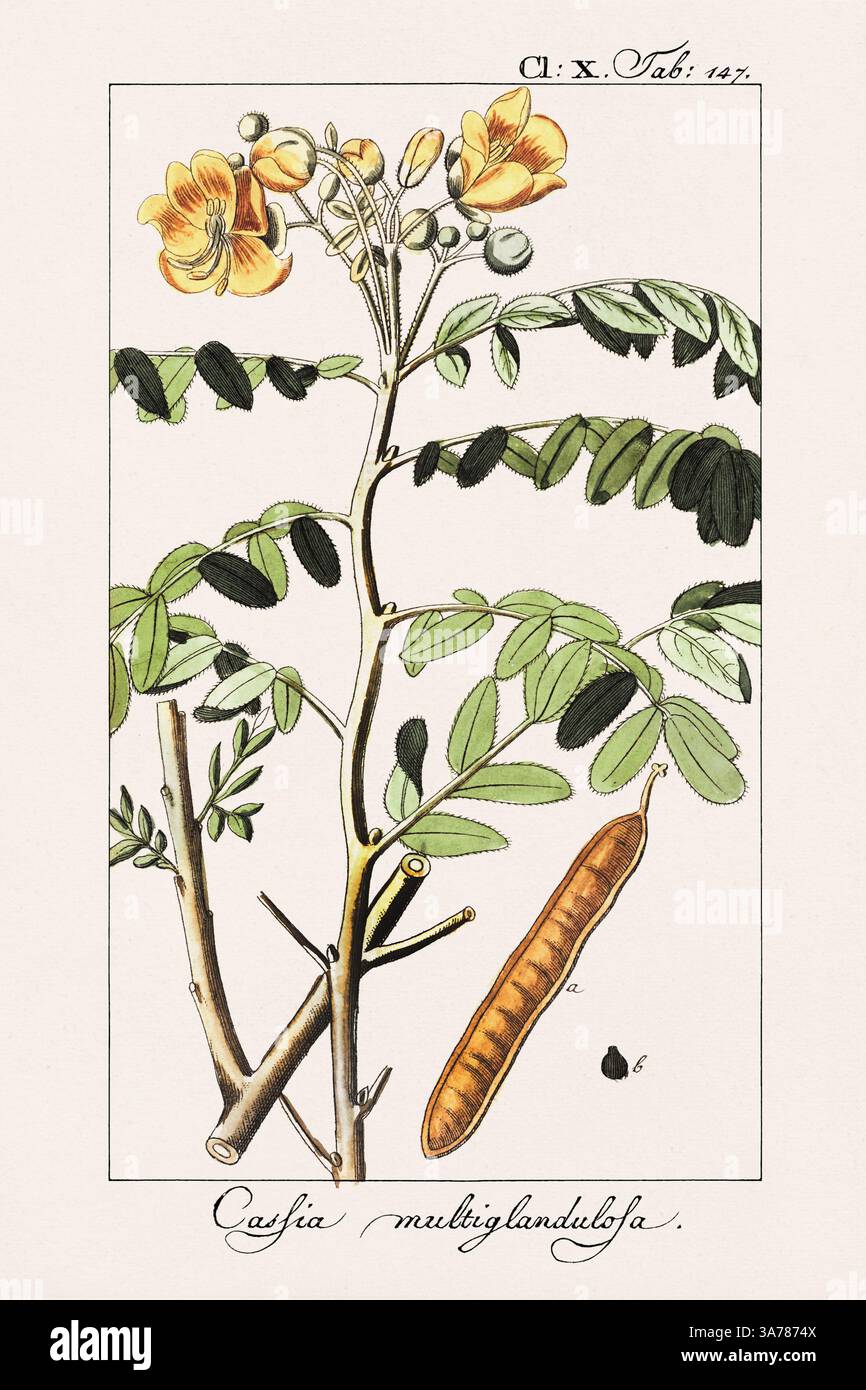 Vintage botanical illustration from a 19th-century German book ...