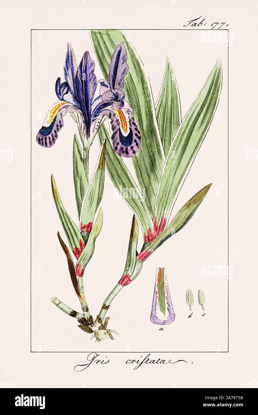 Vintage botanical illustration from a 19th-century German book ...