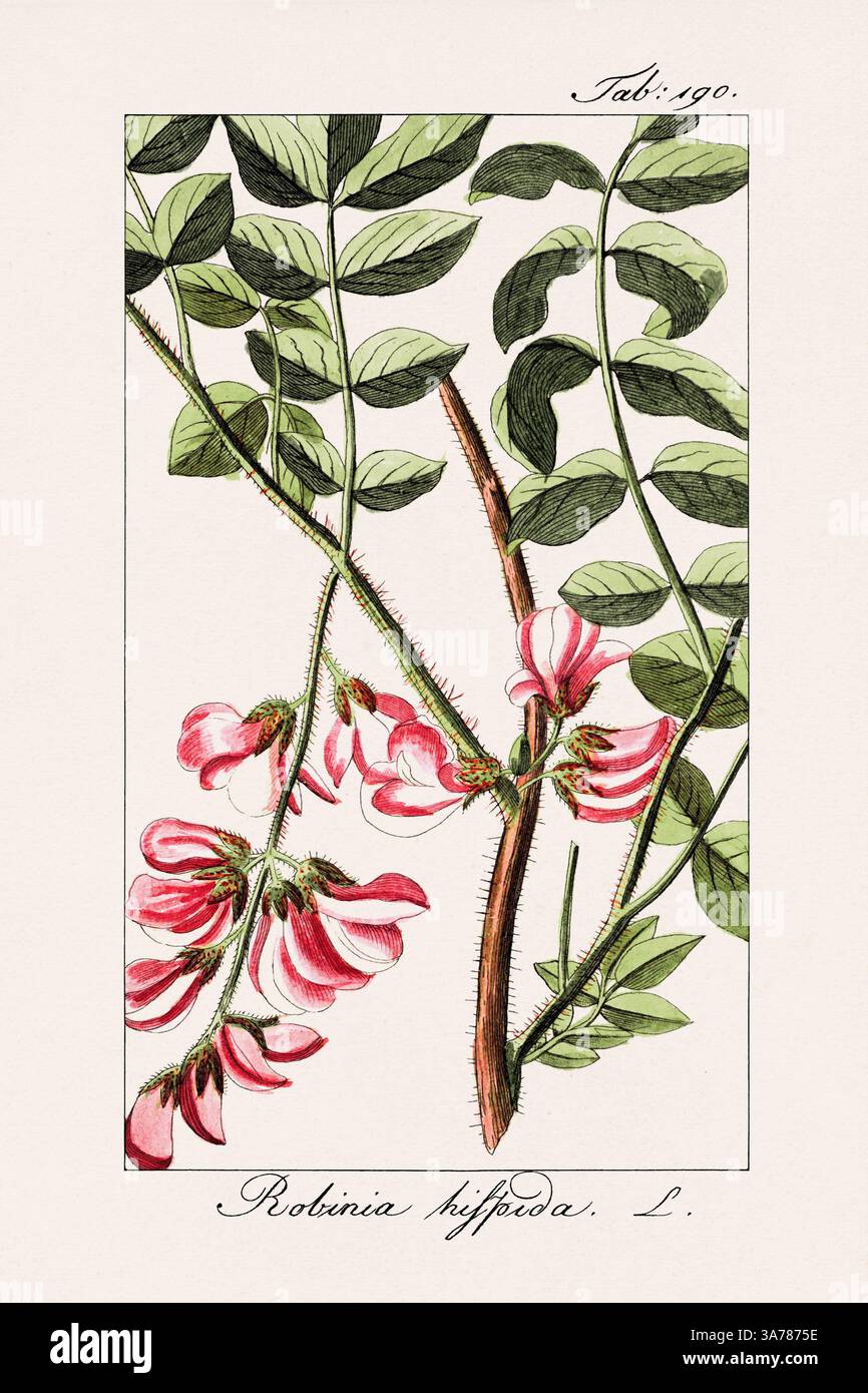 Vintage botanical illustration from a 19th-century German book ...