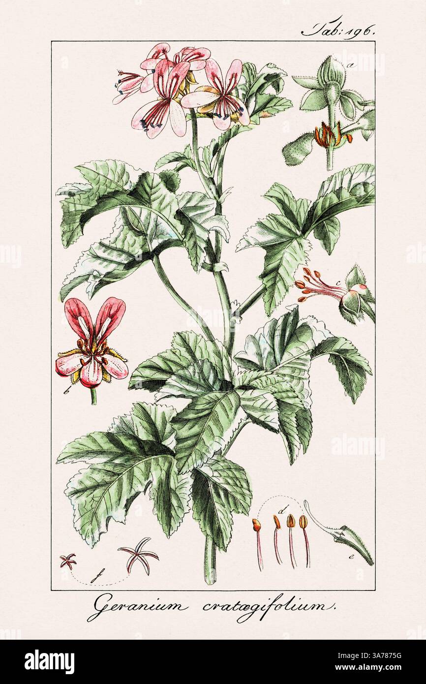 Vintage botanical illustration from a 19th-century German book ...