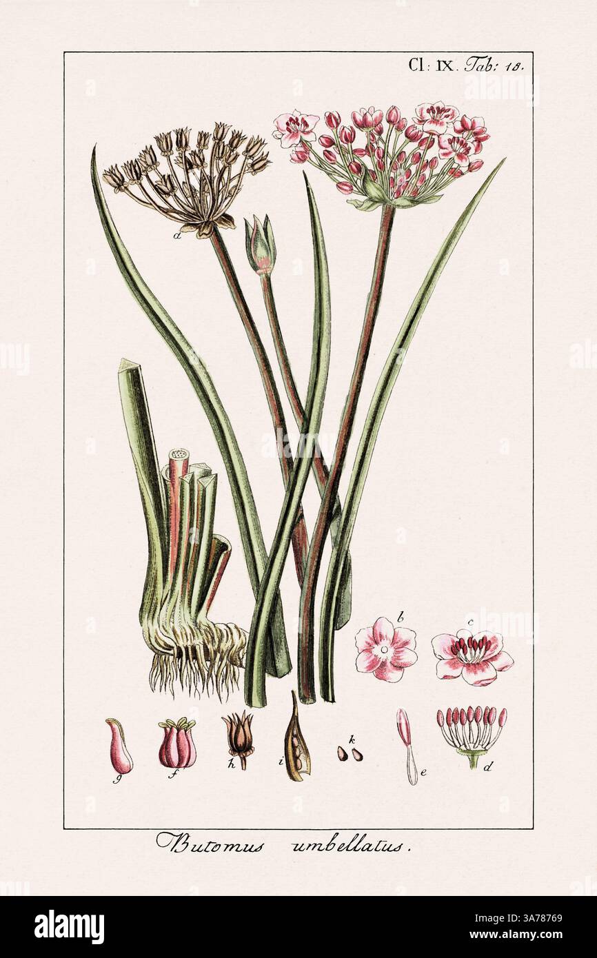 Vintage botanical illustration from a 19th-century German book ...