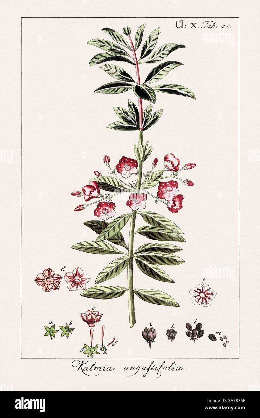 Vintage botanical illustration from a 19th-century German book ...