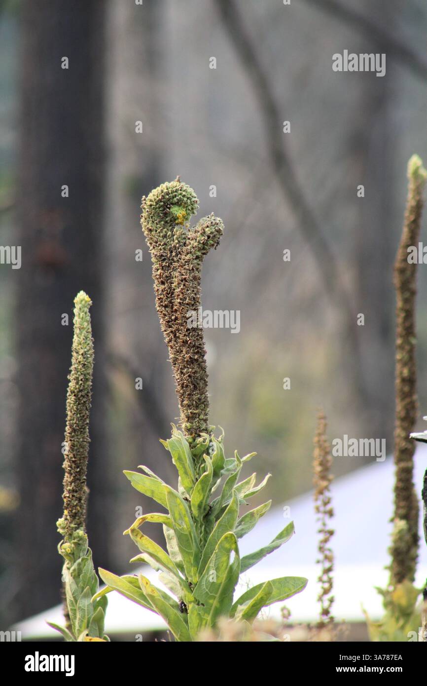 Great mullein medicinal plant flower hi-res stock photography and ...