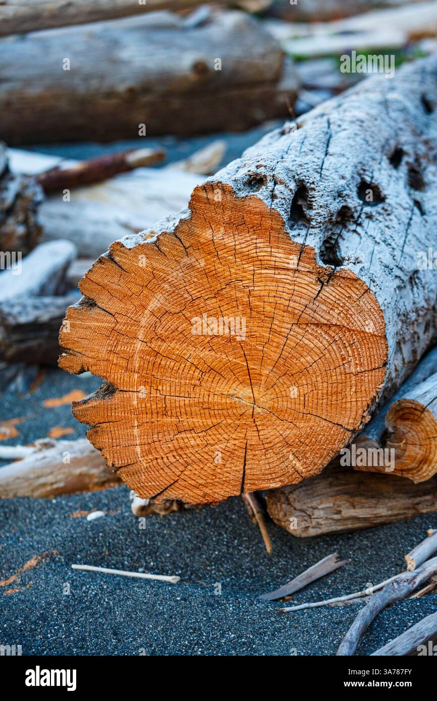 Freshly cut alder tree, cross section of the trunk showing the rings ...