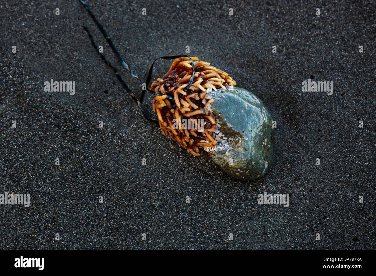 Bull kelp stipe, an annual seaweed growth, attached to a rock on sandy ...