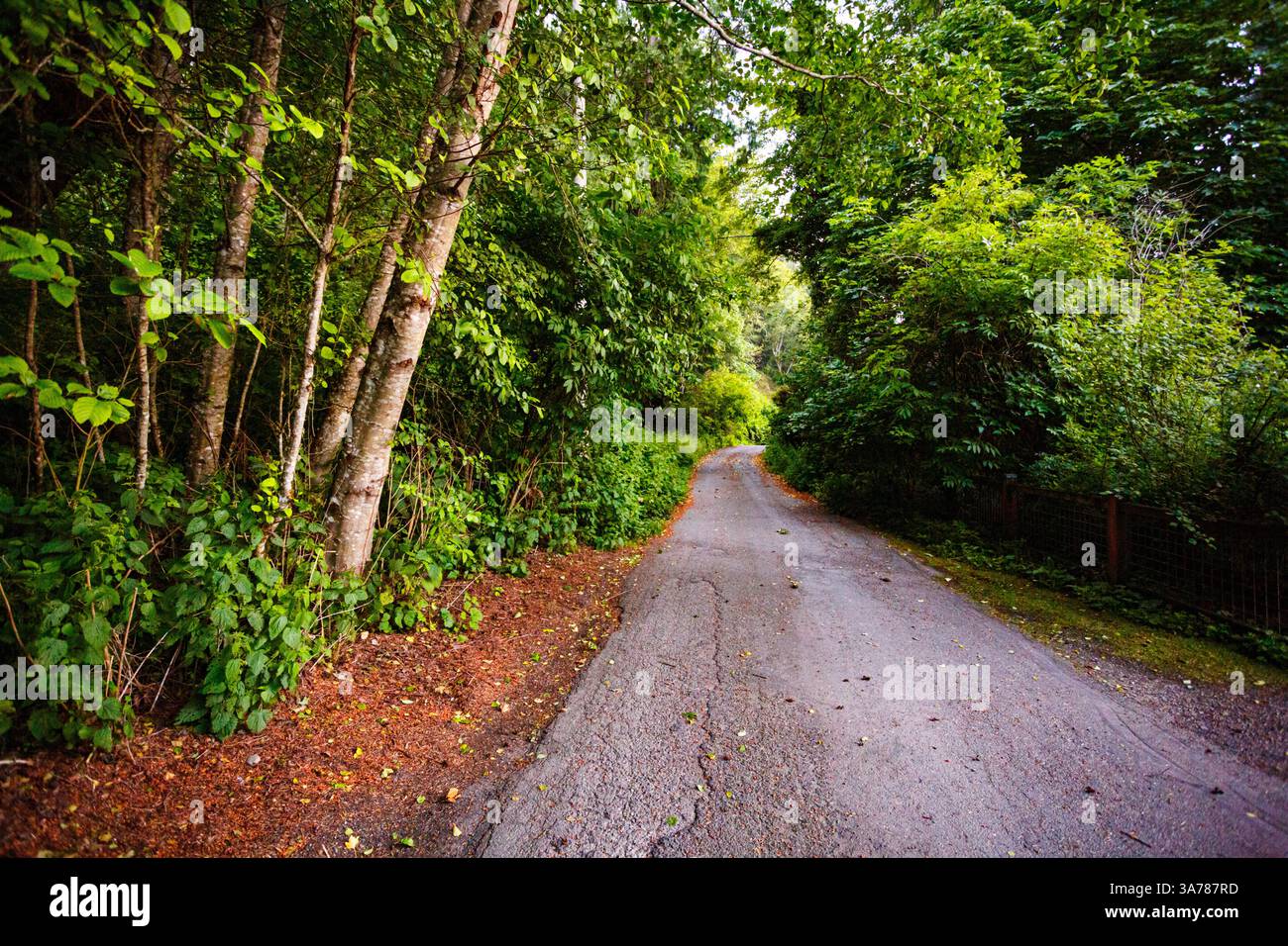 A single lane rural road running throug woodland, trees on either side ...