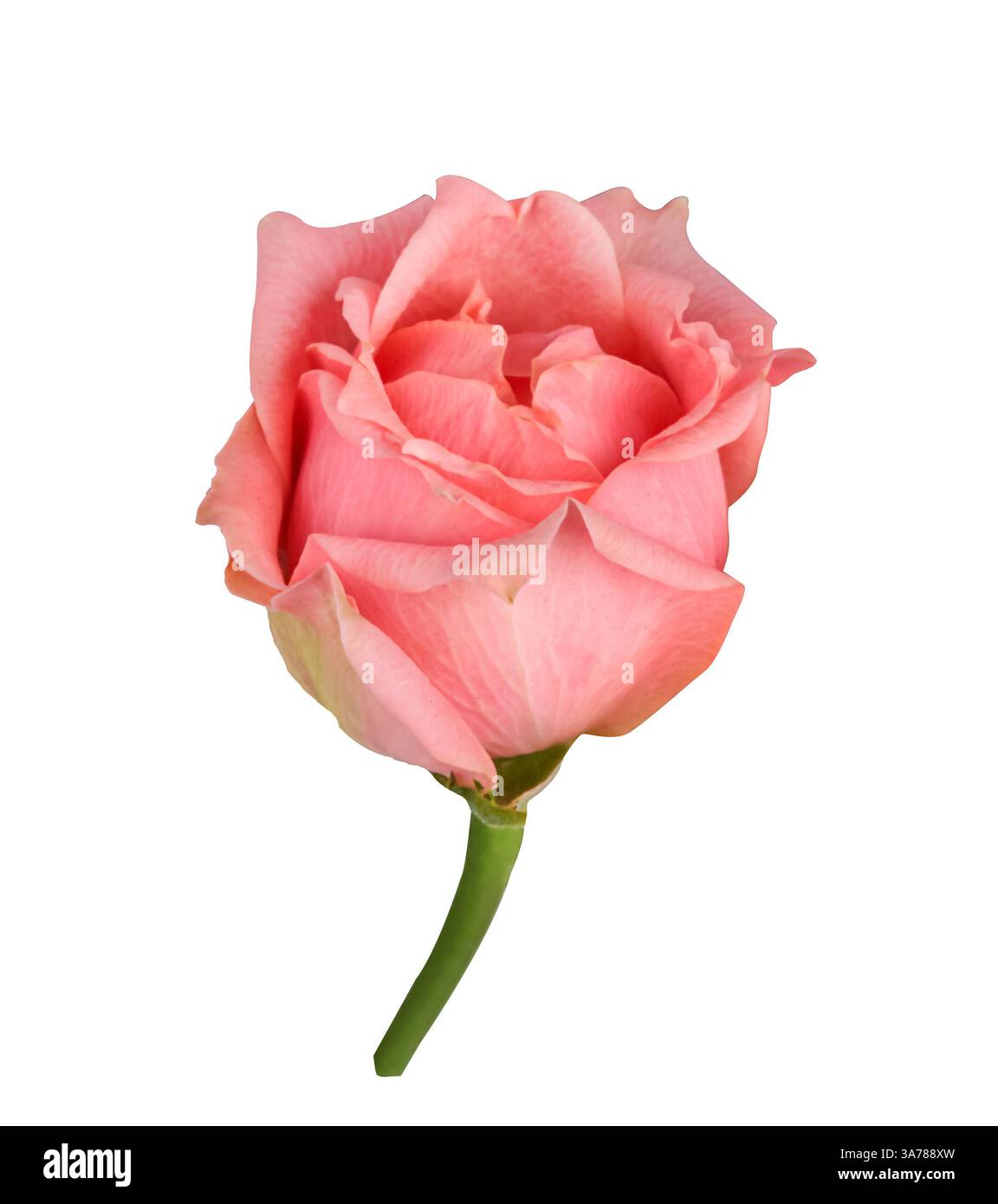 Pink rose bud flower isolated on white background with clipping path ...