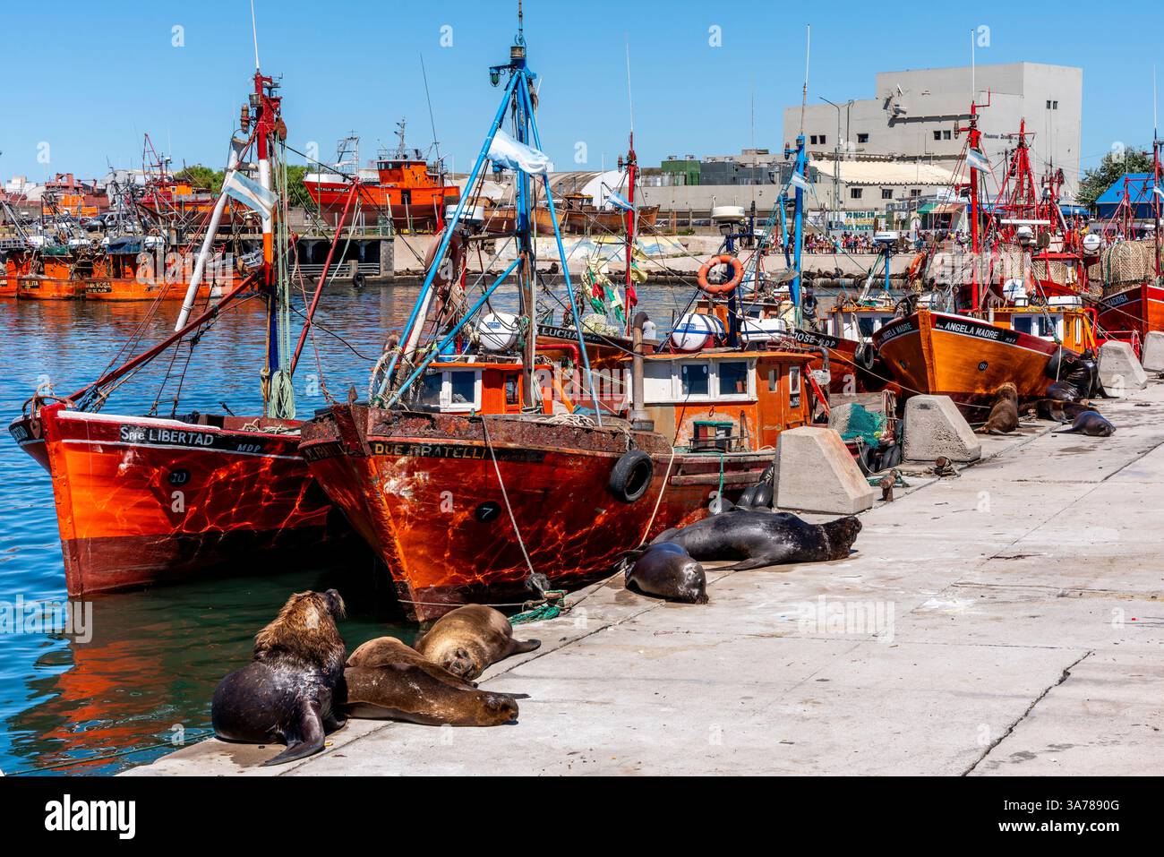 Sea Lions Bask In The Sunshine On A Wharf In The Port Area Of Mar Del ...