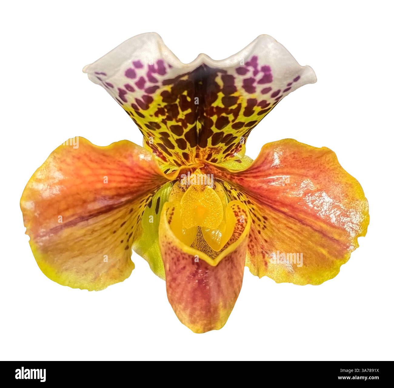Closeup view of fresh flower of Lady Slipper Orchid species Paphiopedilum hybrid isolated on ...