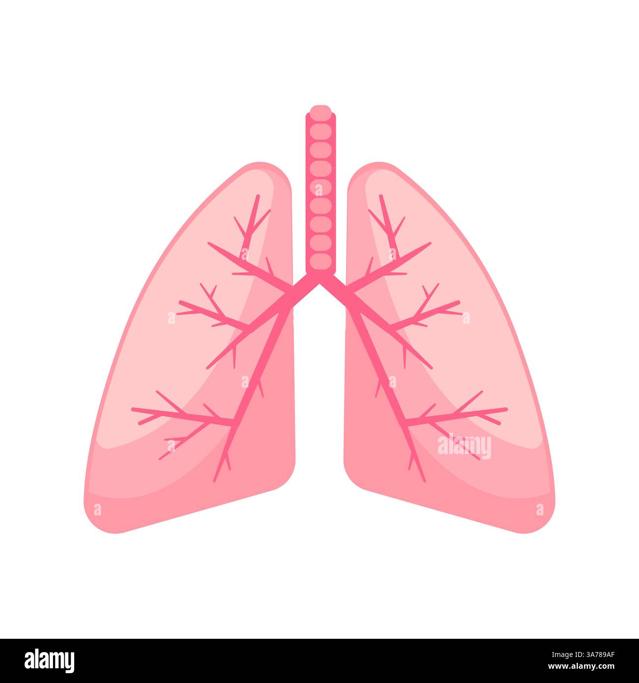 Simplified illustration of human lungs in soft pink tones, highlighting ...