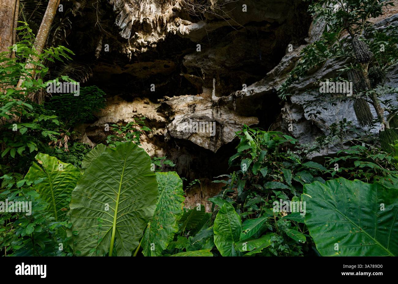 Thick tropical leaves and jungle flora surround a weathered limestone ...