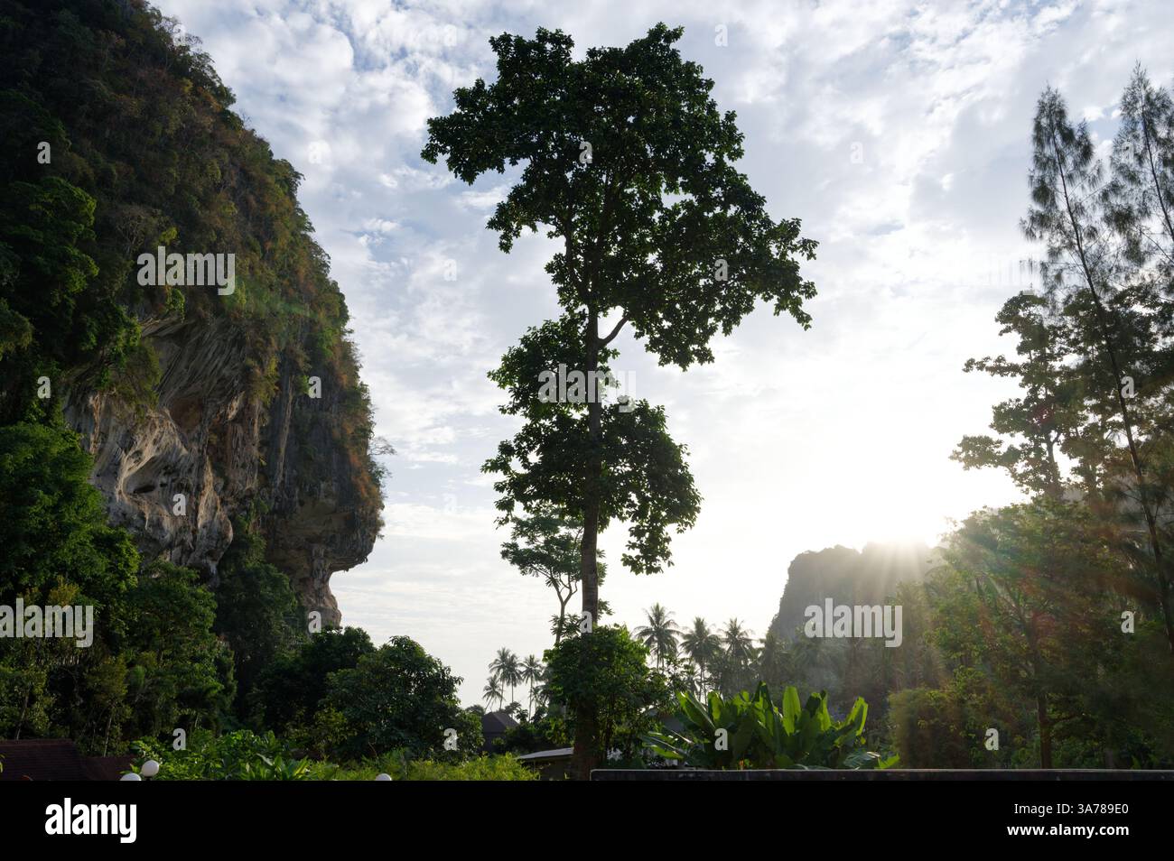 Morning sun filters through lush jungle and limestone cliffs in Tonsai ...