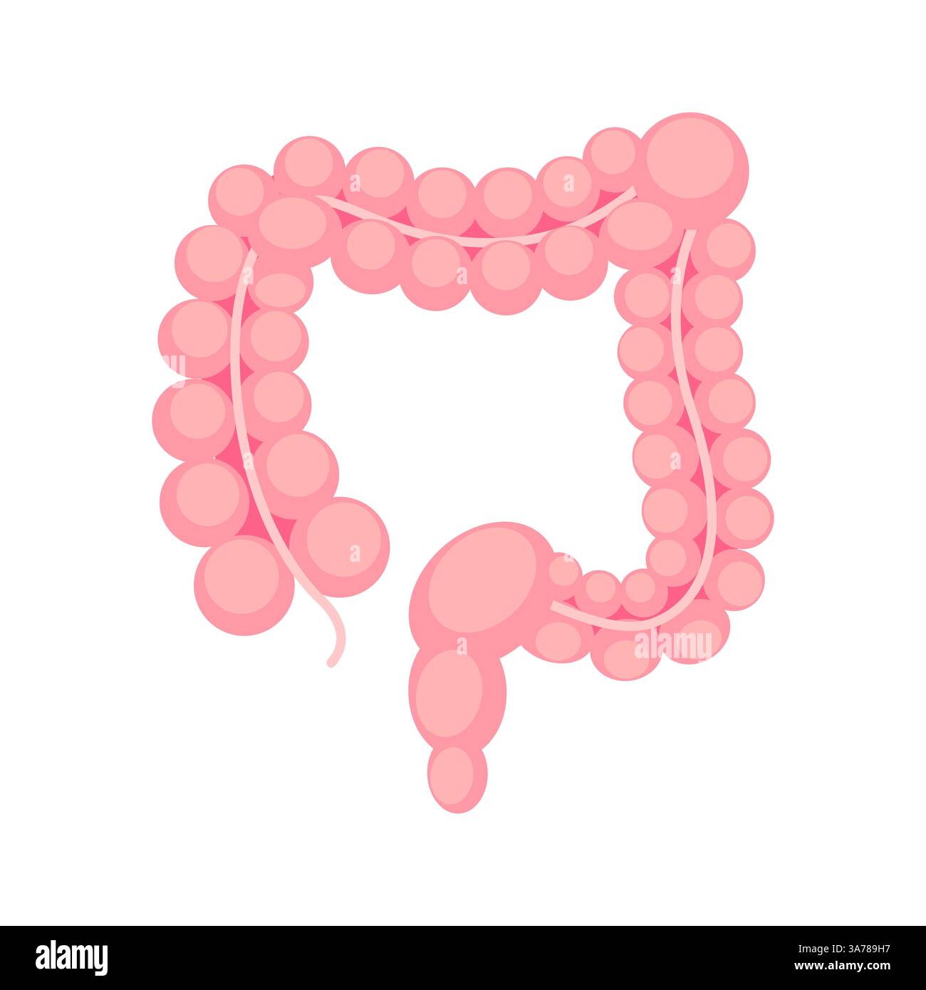 Stylized pink illustration of the human large intestine on a white ...