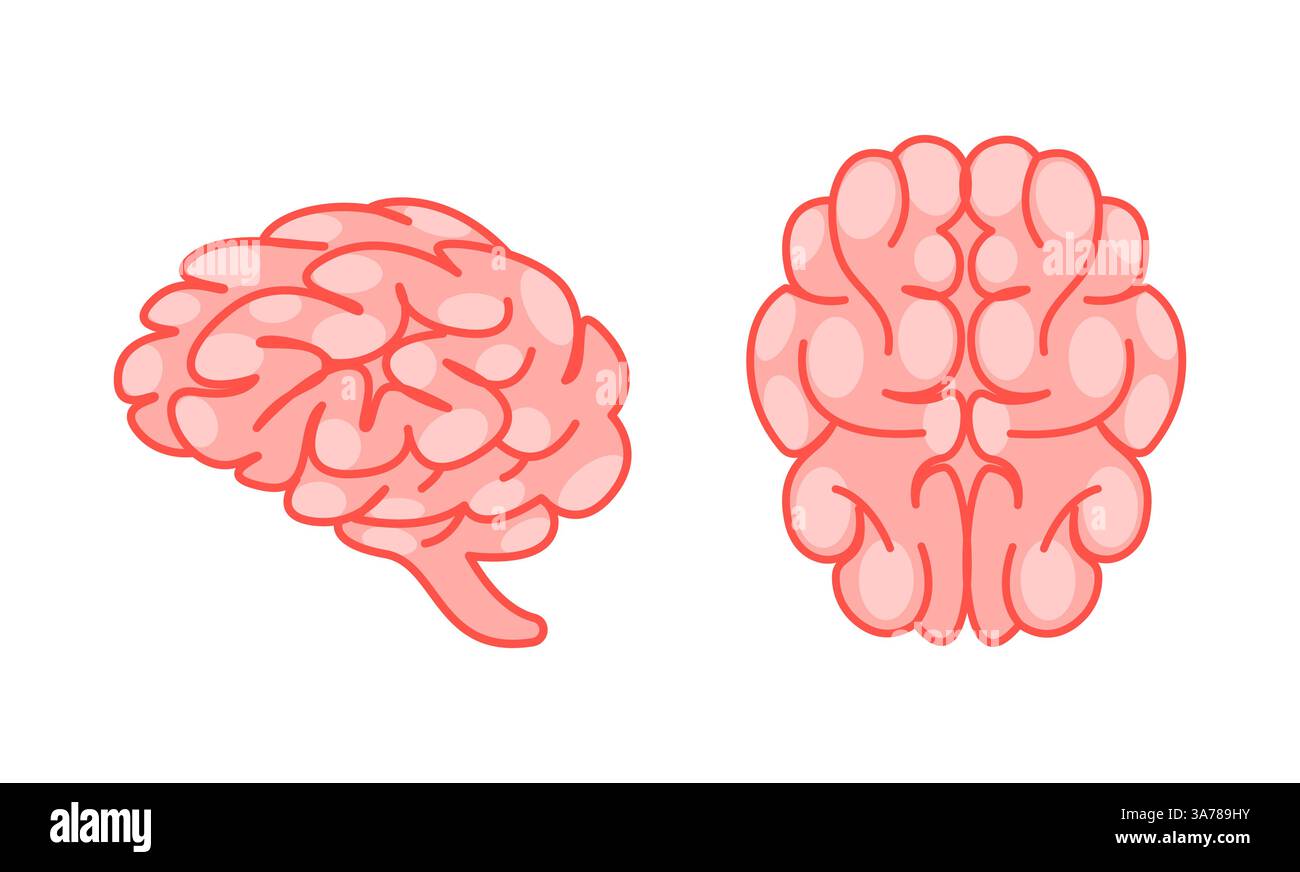 Human brain viewed from the side and top, in soft pink tones ...
