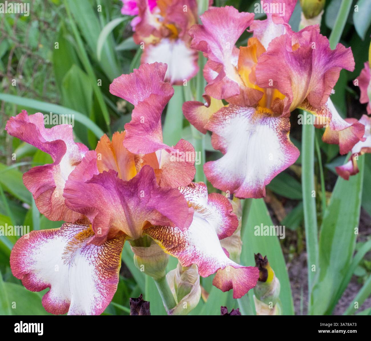 Flowers bearded irises blooming in the garden, large flowers with a ...