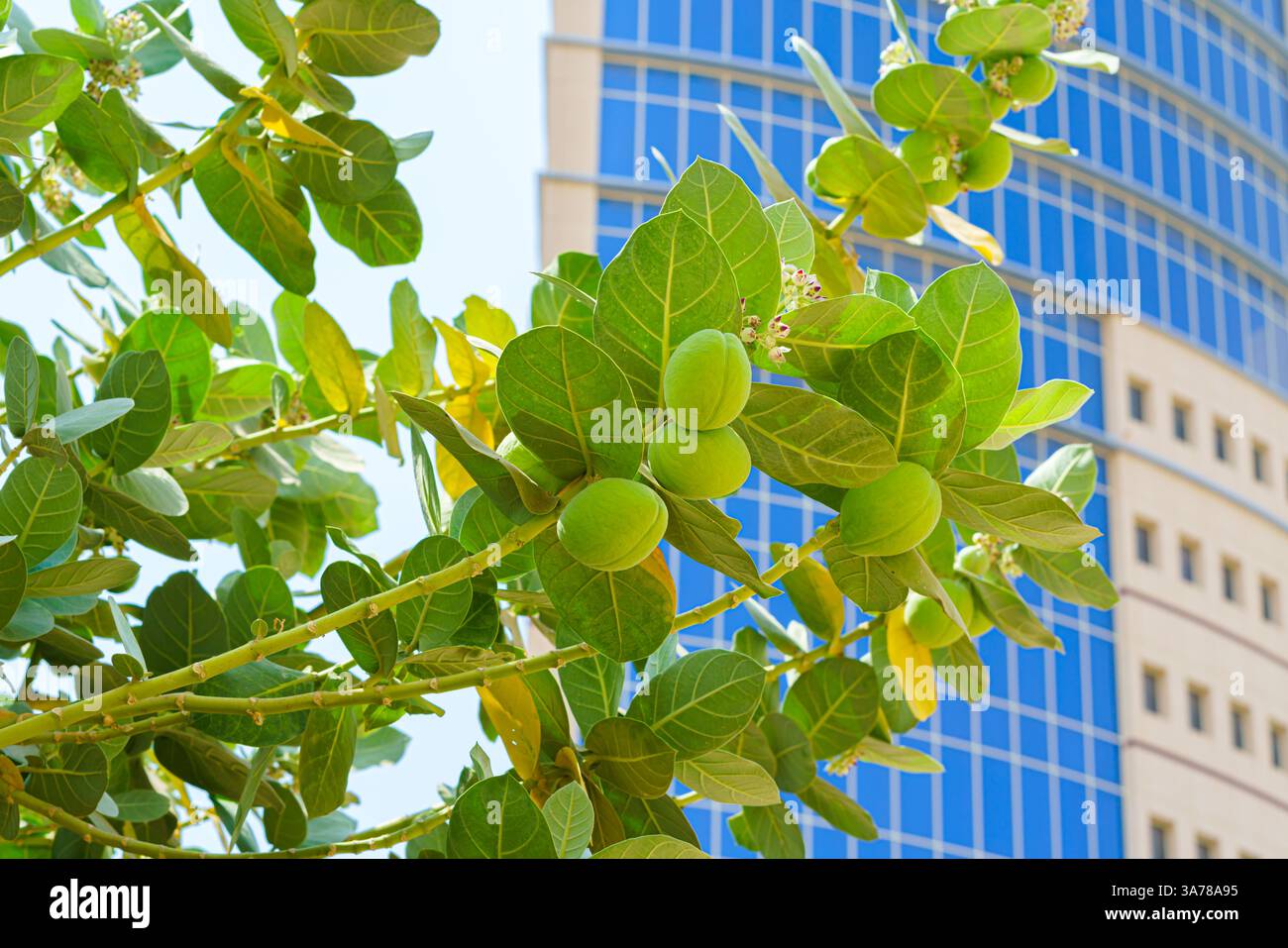 Close up view of branch of Apple of Sodom tree, Calotropis procera, in ...