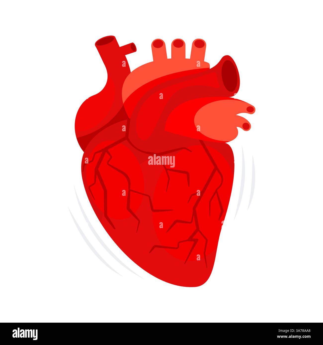 Human heart. The heart with the venous system. Cardiology, anatomy ...