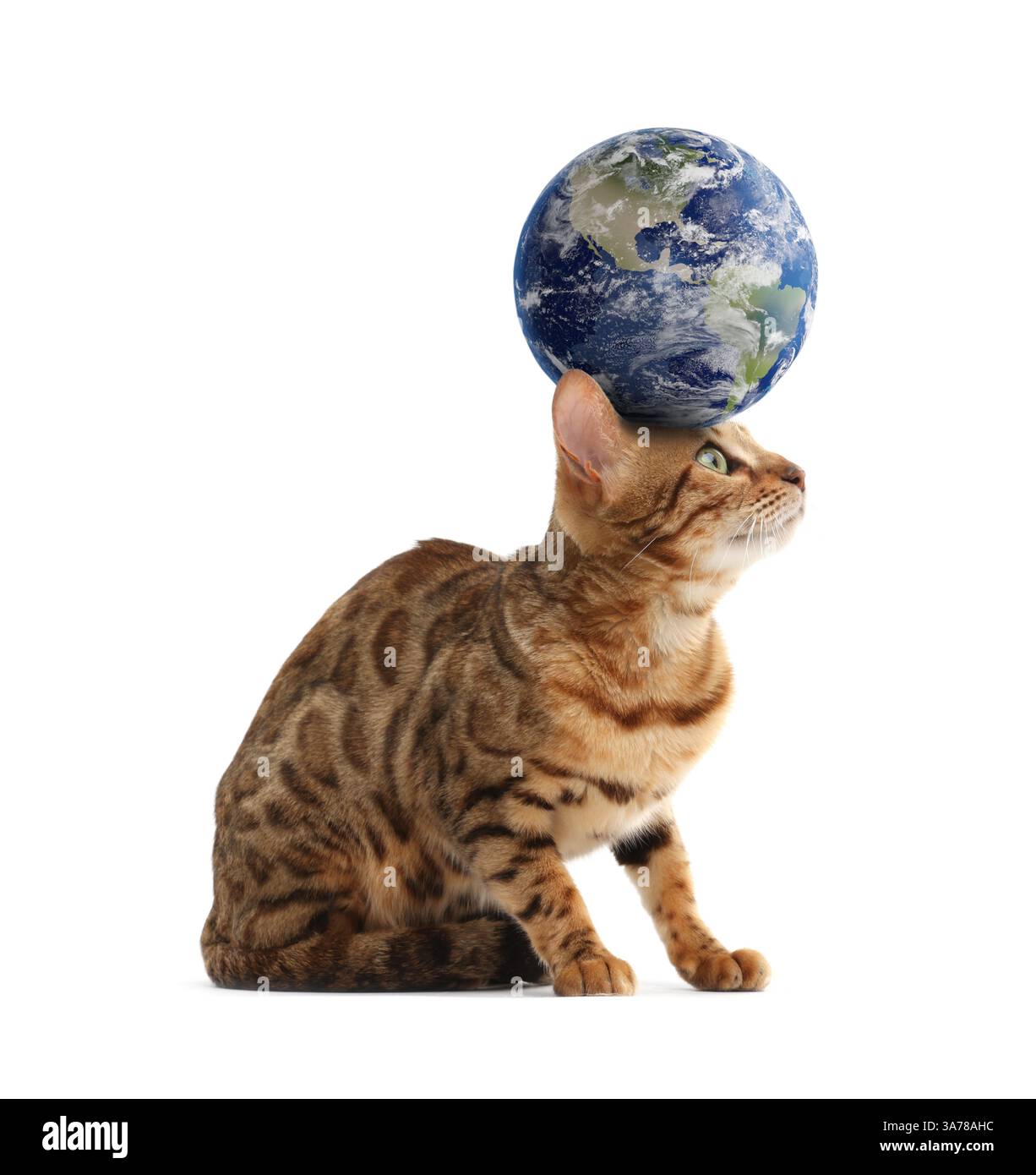 International cat day. Cute cat and earth globe on white background ...