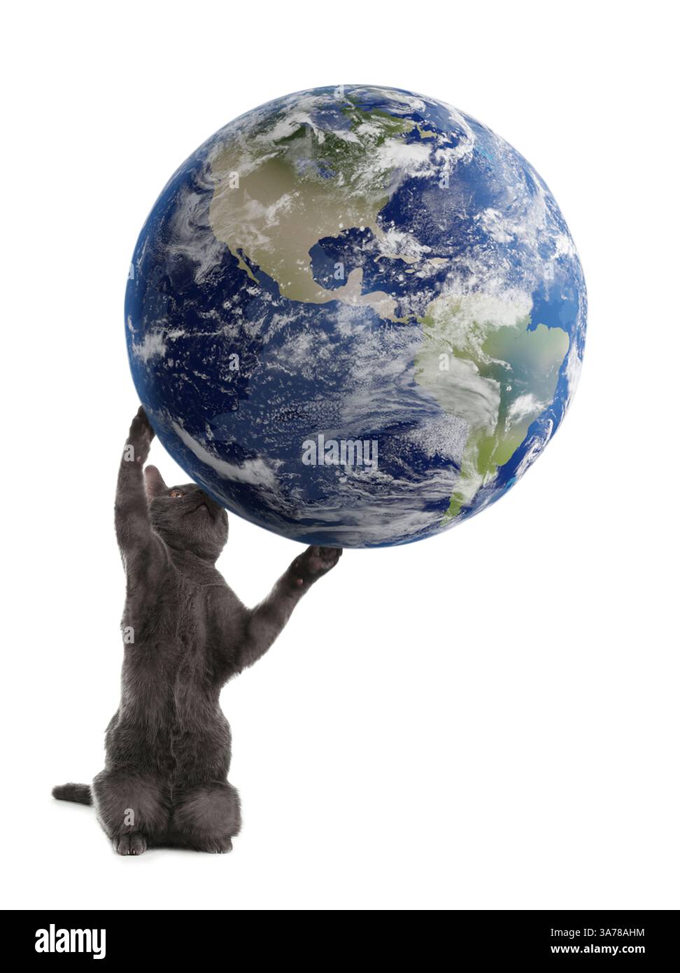 International cat day. Cute cat playing with earth globe on white ...