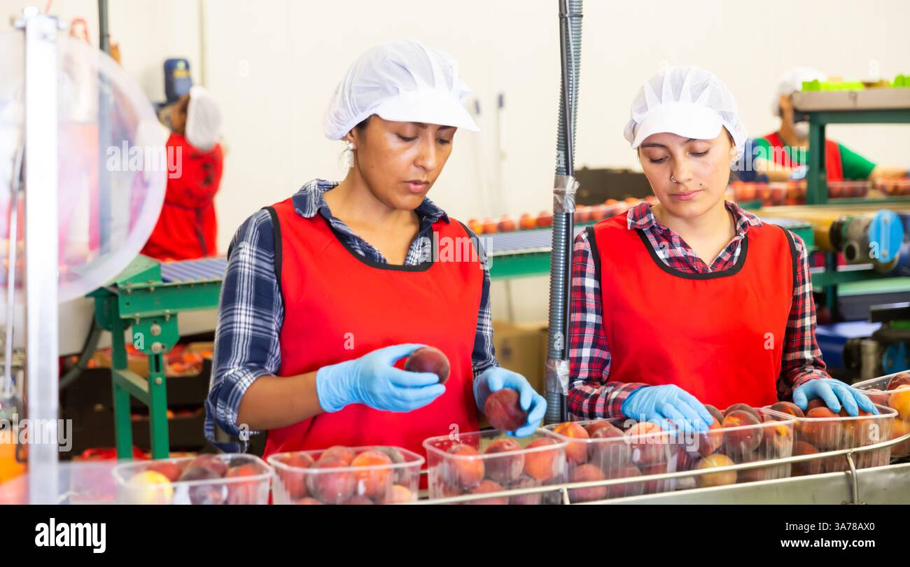 Focused woman working on fruit sorting line at warehouse Stock Photo ...