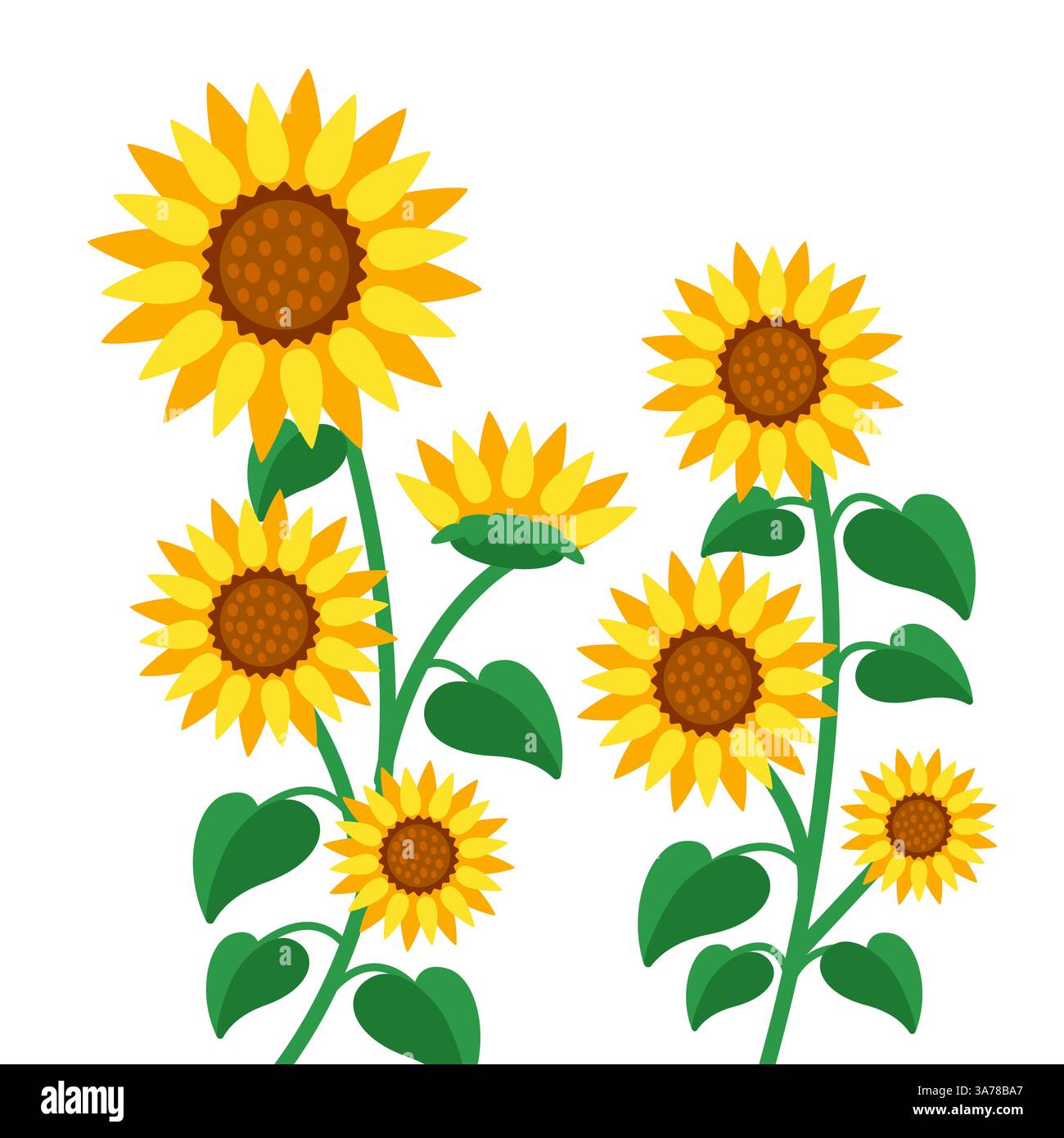 Yellow Blooming sunflowers. Sunflowers in full bloom. Vector ...