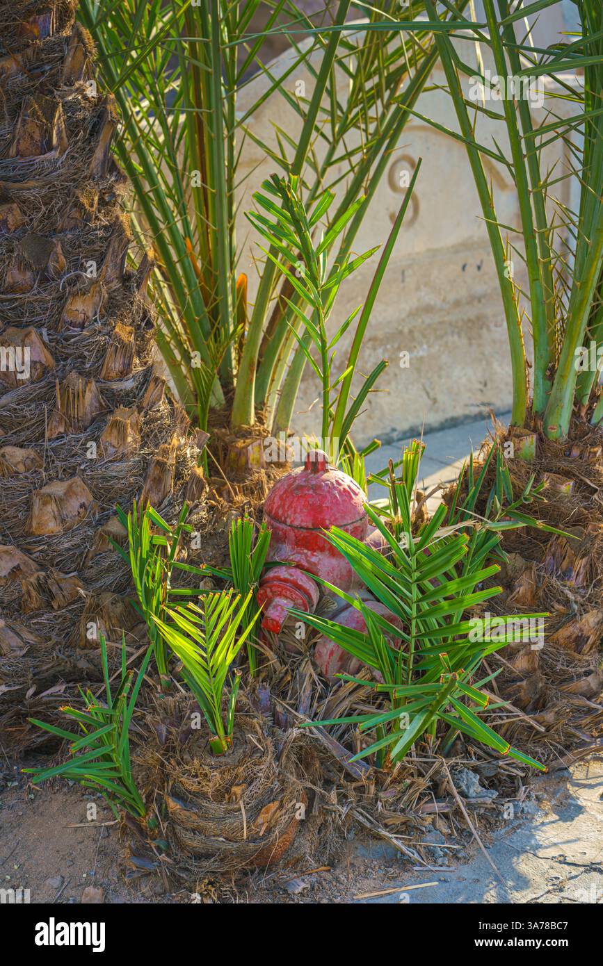 Jeddah, Saudi Arabia, close up view of palm leaves with a fire hydrant ...