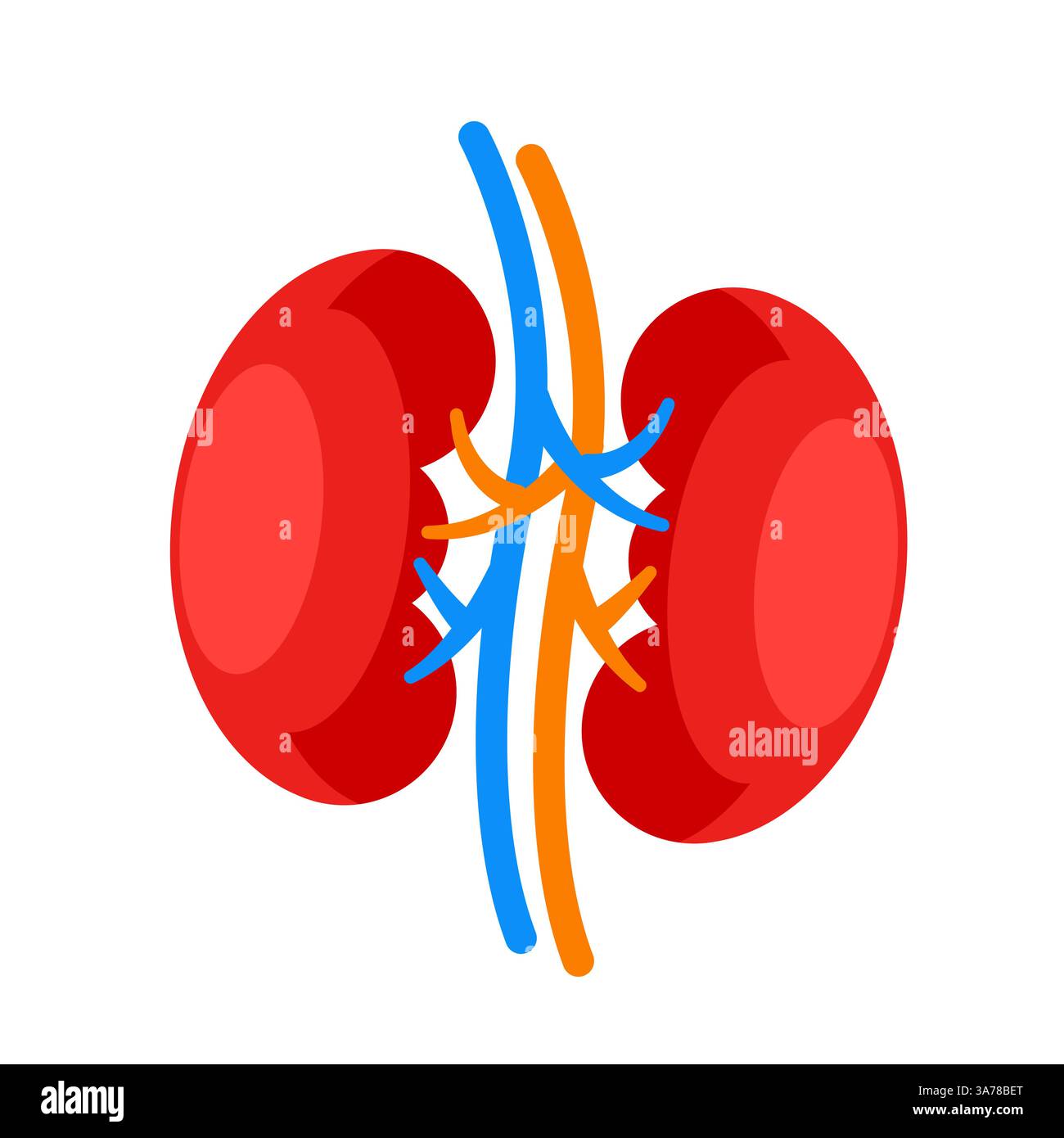 Human kidney. Internal organ icon. Urinary and endocrine system. Vector ...