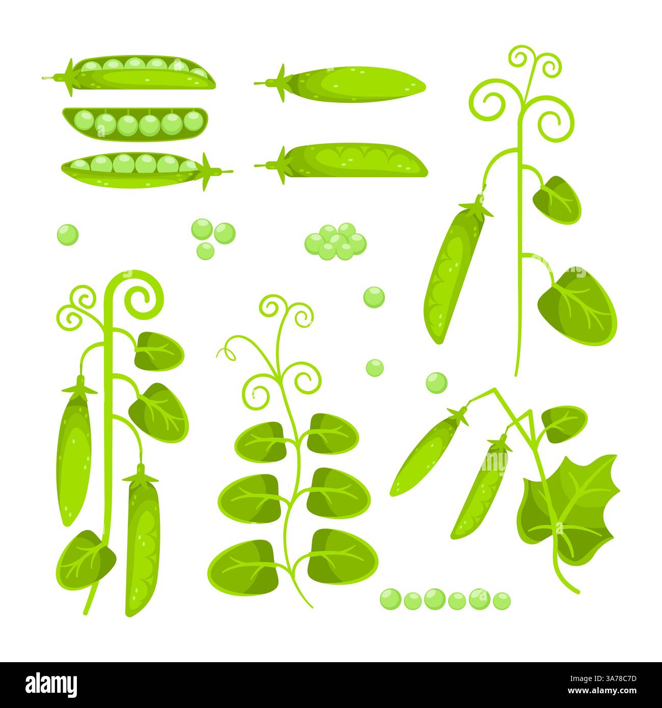 Pods green peas isolated Stock Vector Images - Alamy
