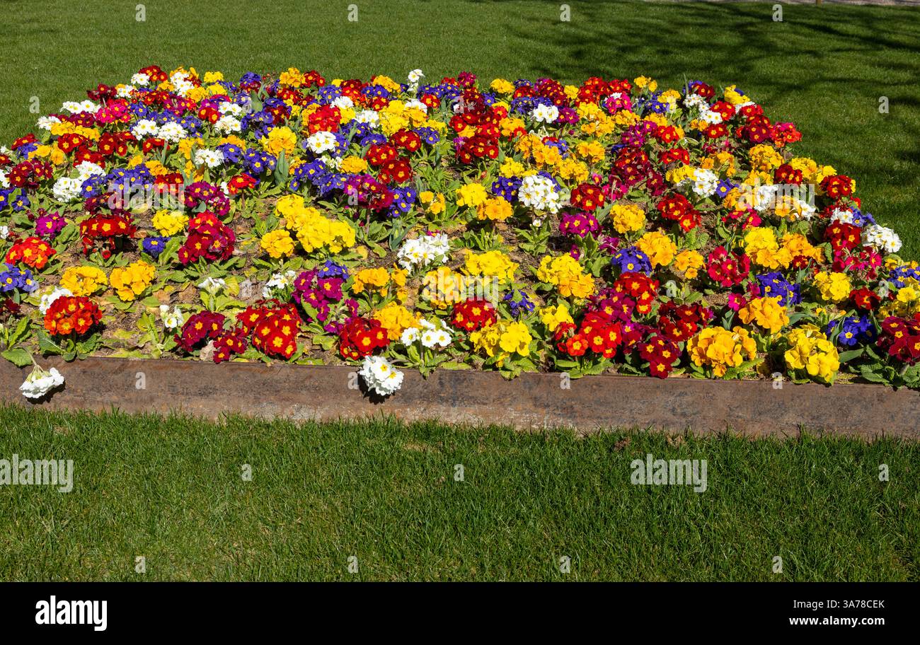 Spring in Paris. Primula vulgaris plants flowering along the Trocadero ...