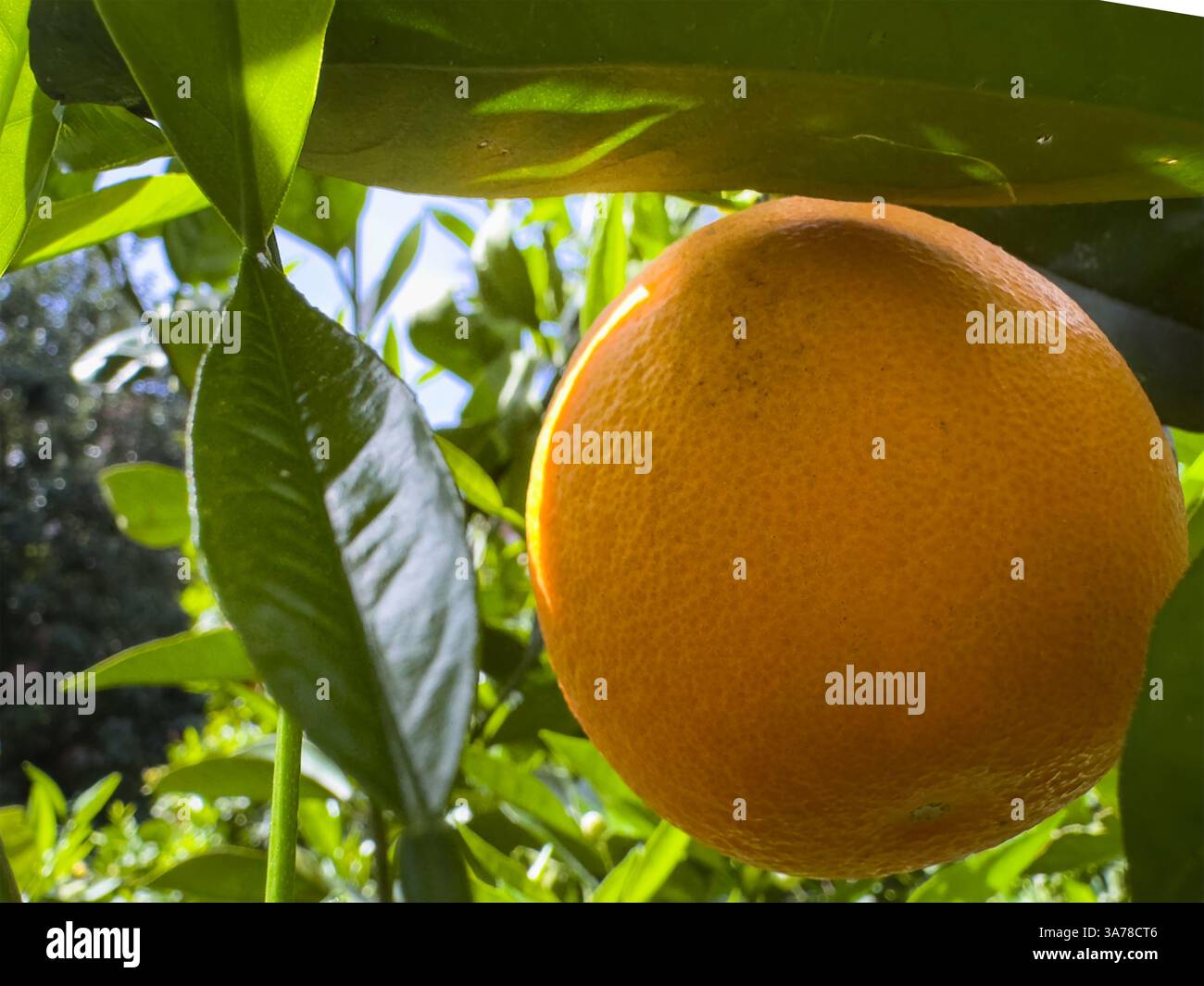 Witness a vibrant orange on an Archena orange tree, a symbol of Murcia ...