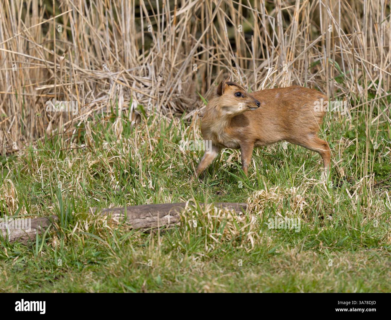 Muntjac, Muntiacus reevesi, single young female mammal on grass ...
