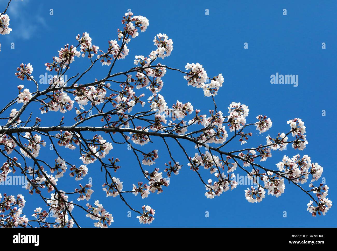 Cherry blossoms begin to bloom, Wednesday, March 26, 2025, around the ...