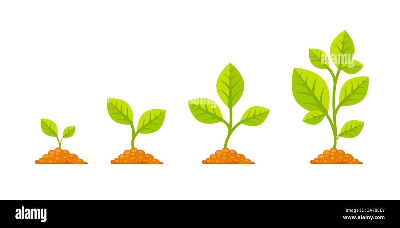 Tree grow with green leaf. Phases plant growing. Stages increase of ...