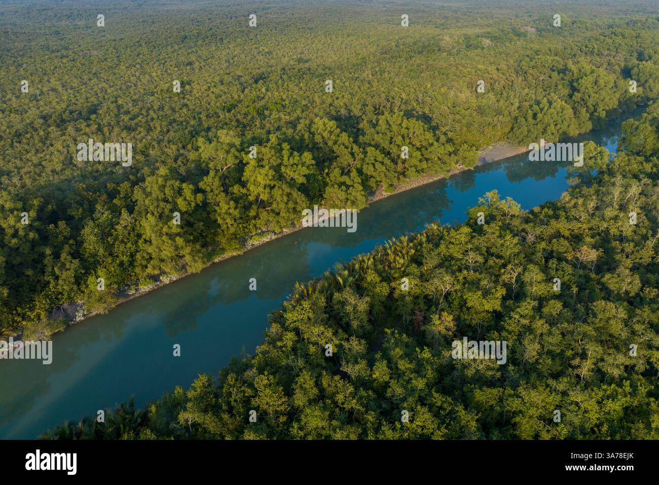 An aerial view of the Sundarbans, showcasing the world's largest ...