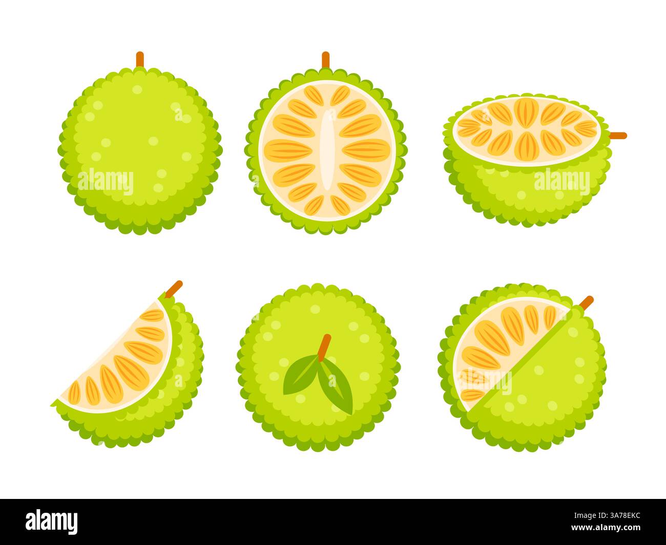 Fresh ripe jackfruit isolated Stock Vector Images - Alamy