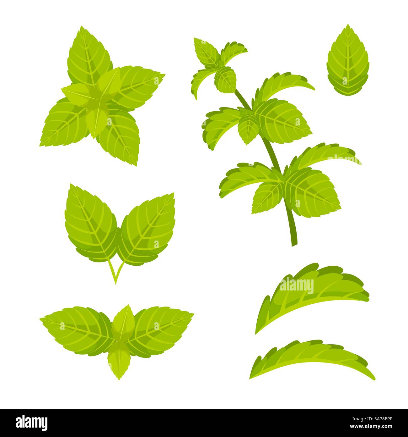 Fragrant peppermint Stock Vector Images - Alamy