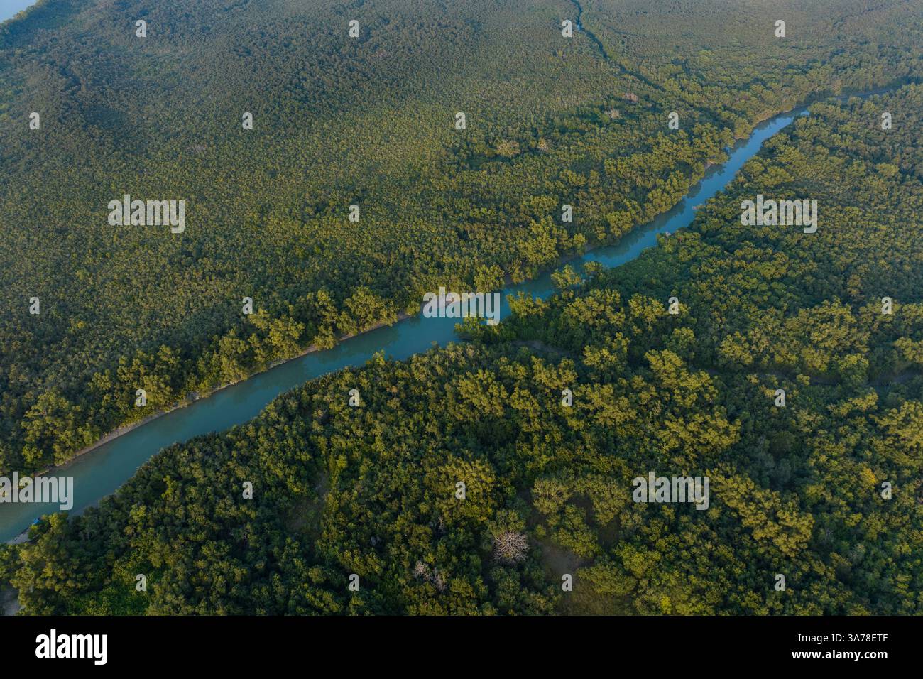 An aerial view of the Sundarbans, showcasing the world's largest ...
