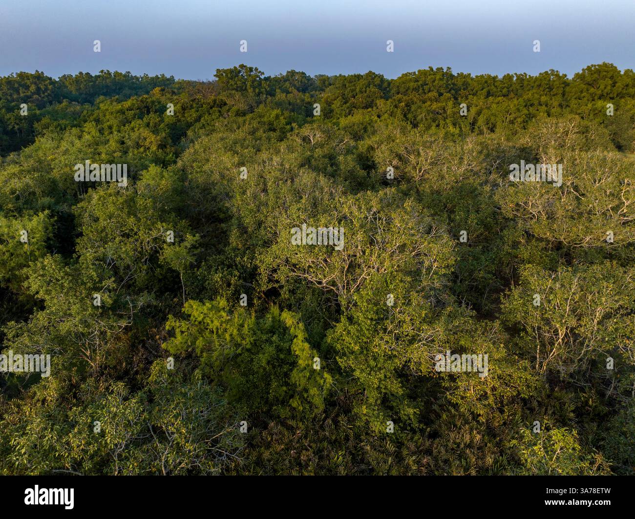 An aerial view of the Sundarbans, showcasing the world's largest ...